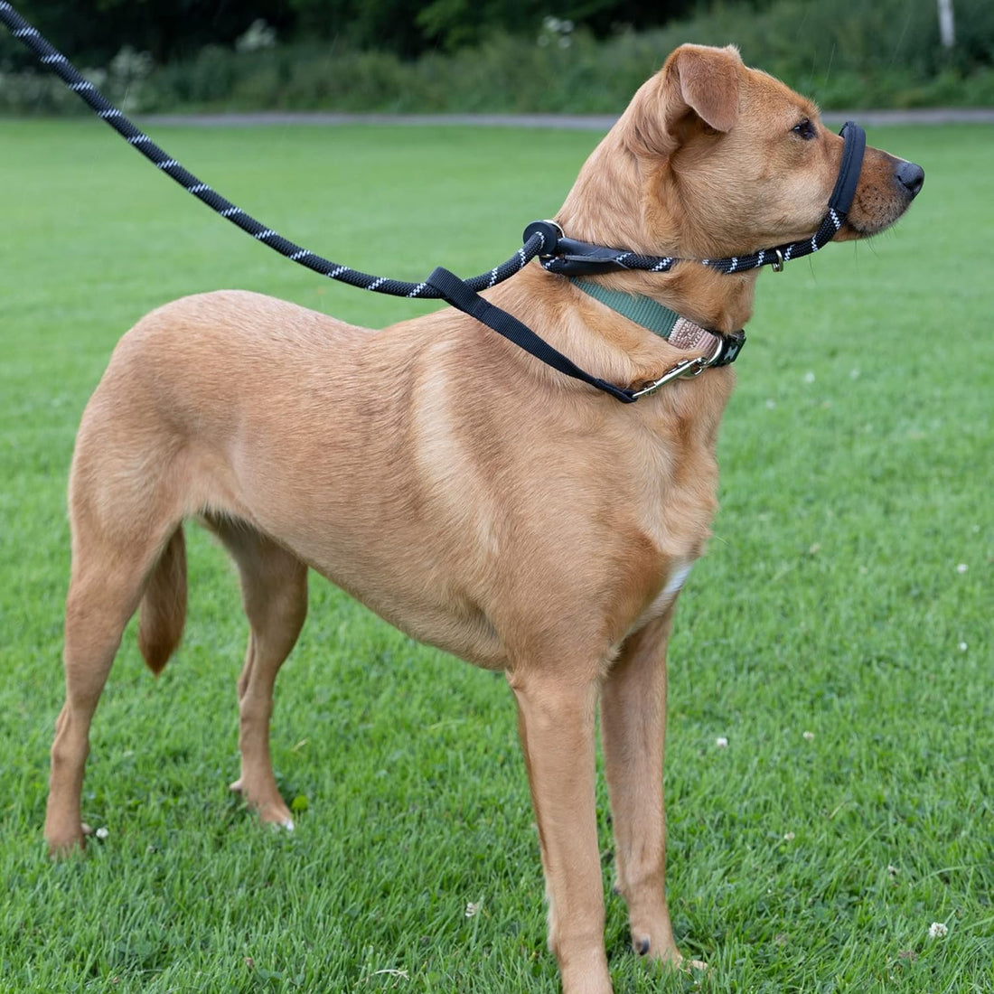 Rope Figure of 8 Dog Lead with Padding – Stop Your Dog Pulling | Total Pet